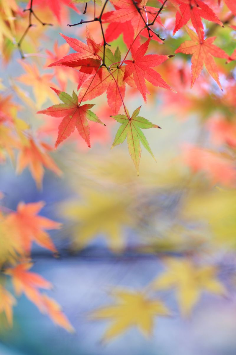 染まりつつ | GANREF