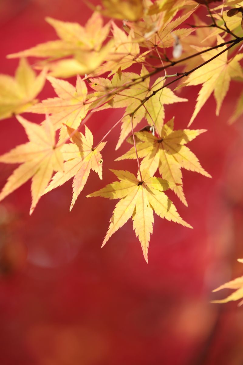 秋色始まる | GANREF