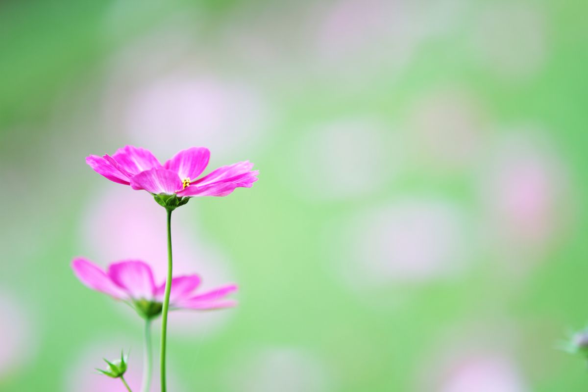 秋桜・2011‘ | GANREF