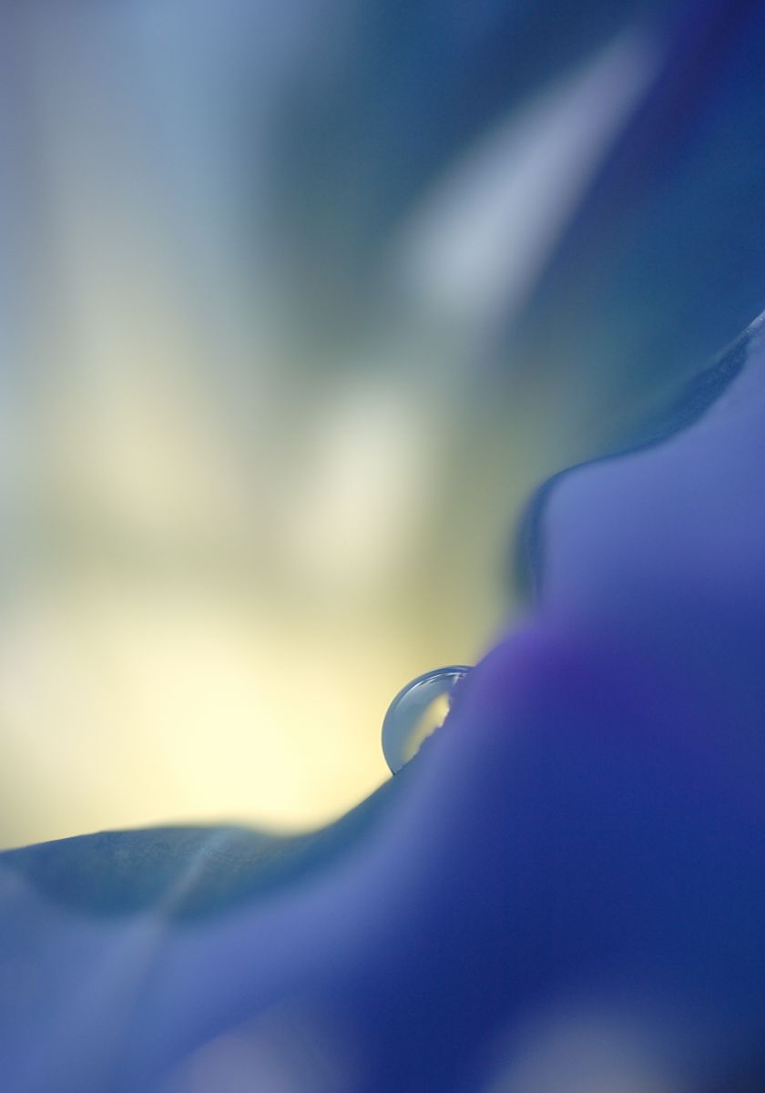 Morning Dew | GANREF