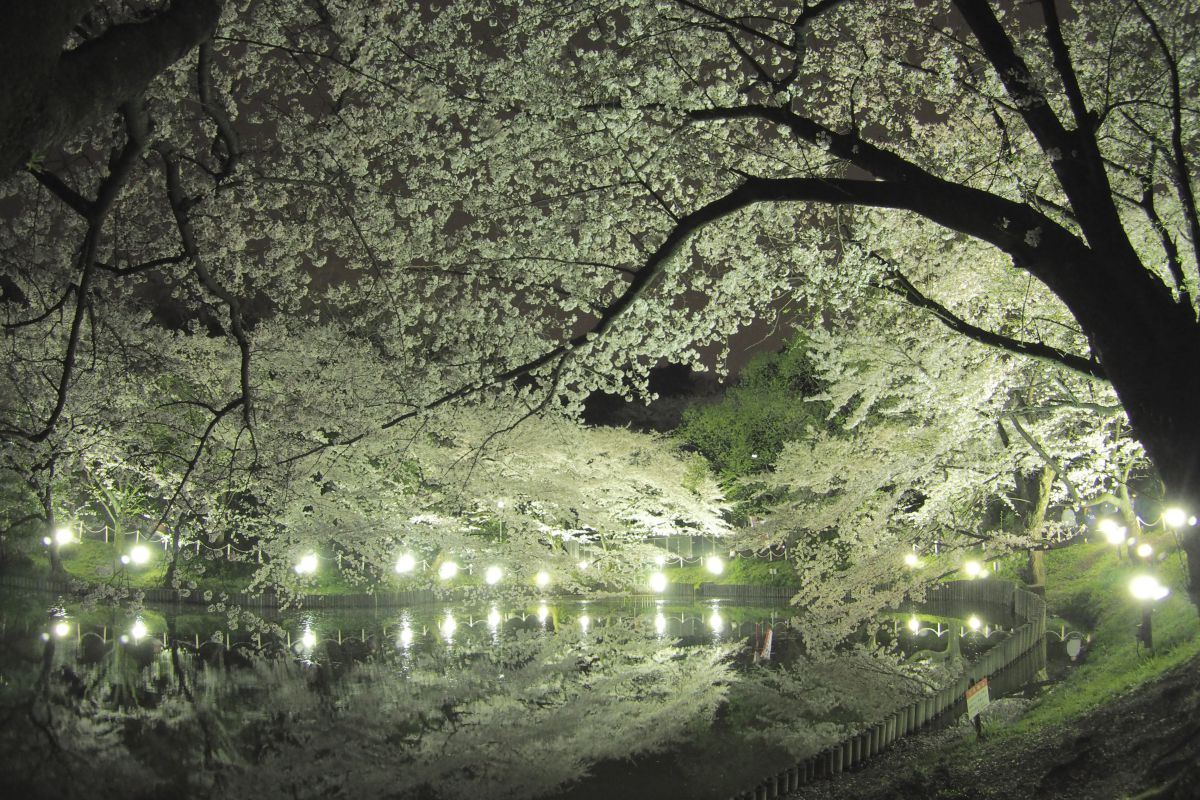 音なき夜桜 | GANREF