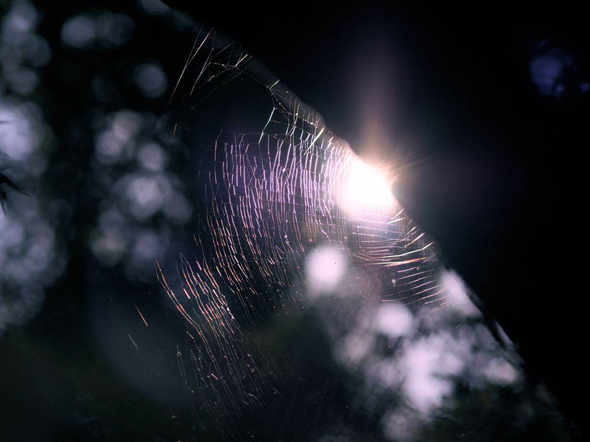 Cobweb | GANREF