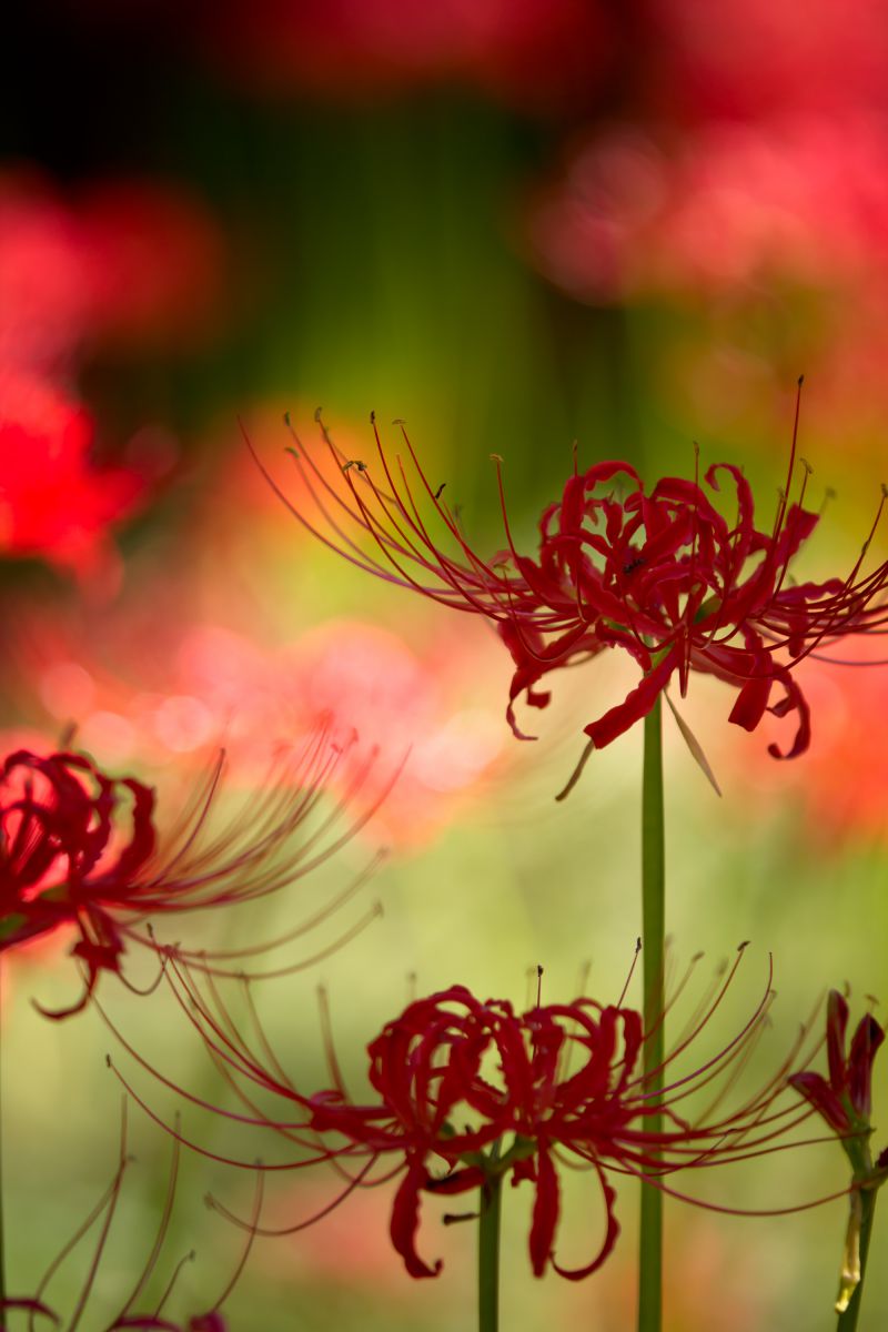 Lycoris | GANREF