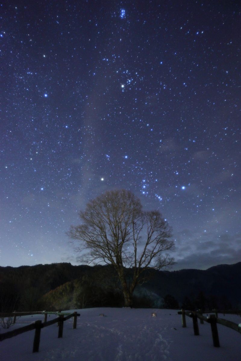 STAR LIGHT TREE | GANREF