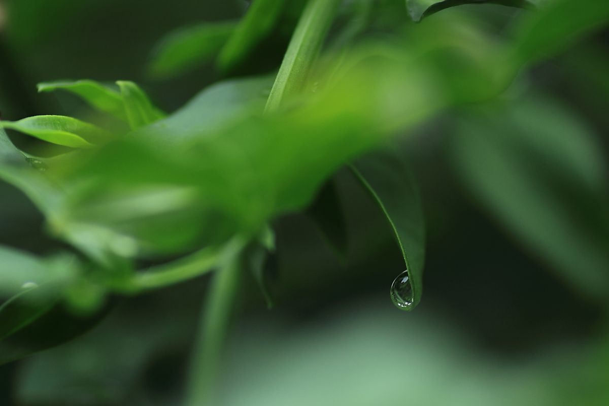 water drop | GANREF