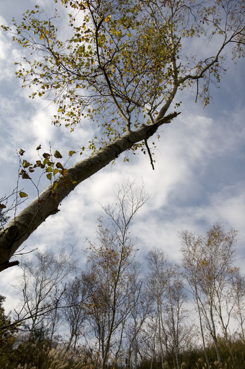 白樺黄葉 | GANREF