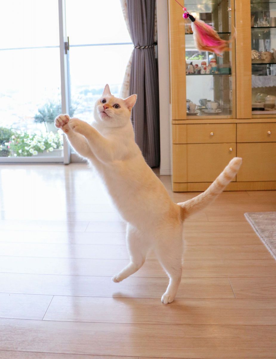 Let's Dance ! | GANREF