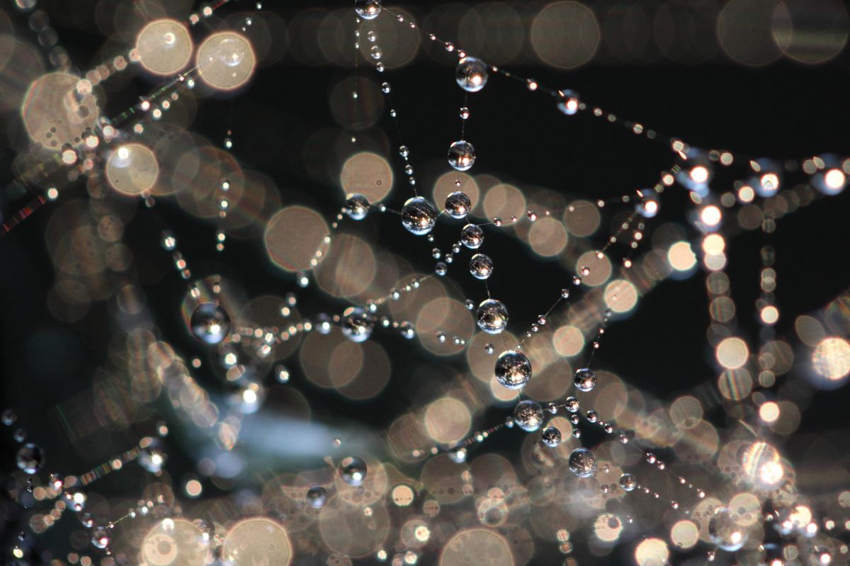 Spider's Web | GANREF