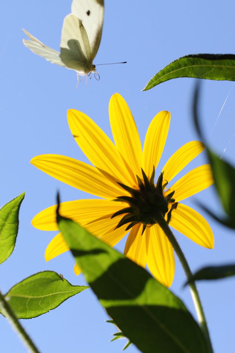 Last Dance？ | GANREF