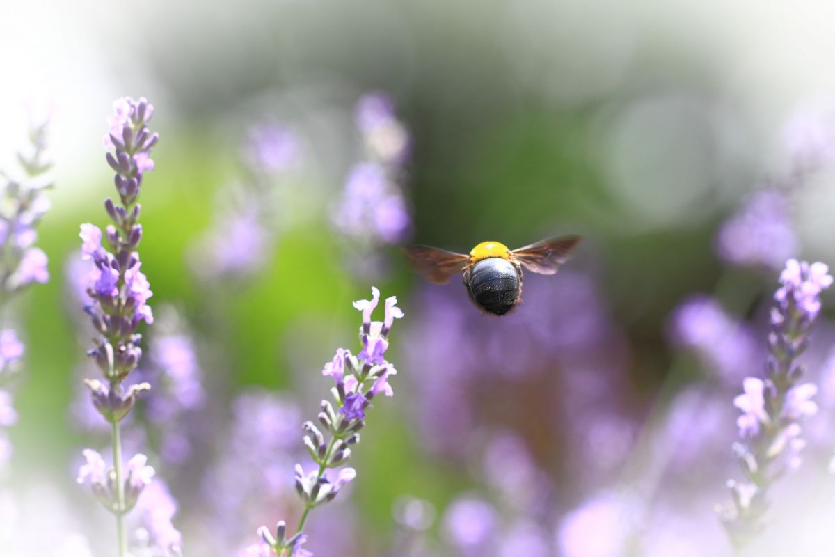 into the light | GANREF