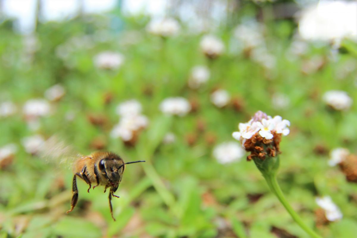 SAMURAI Bee | GANREF