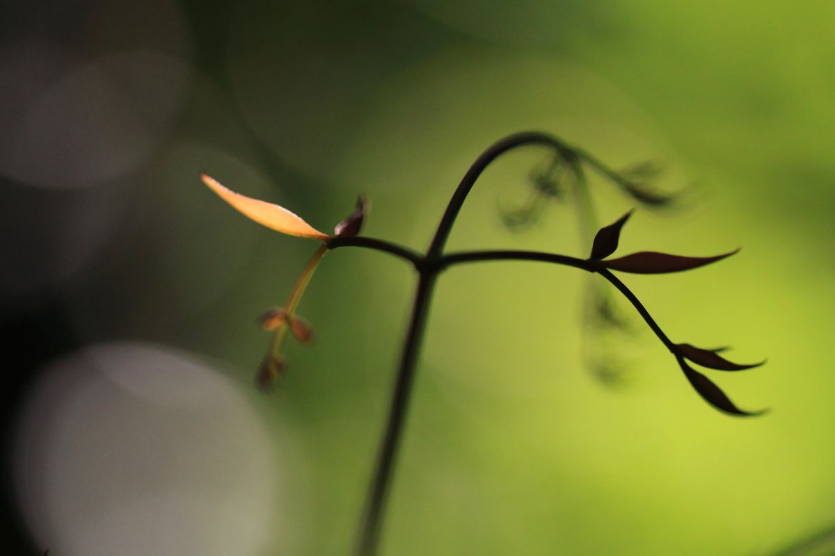 light and shadow | GANREF