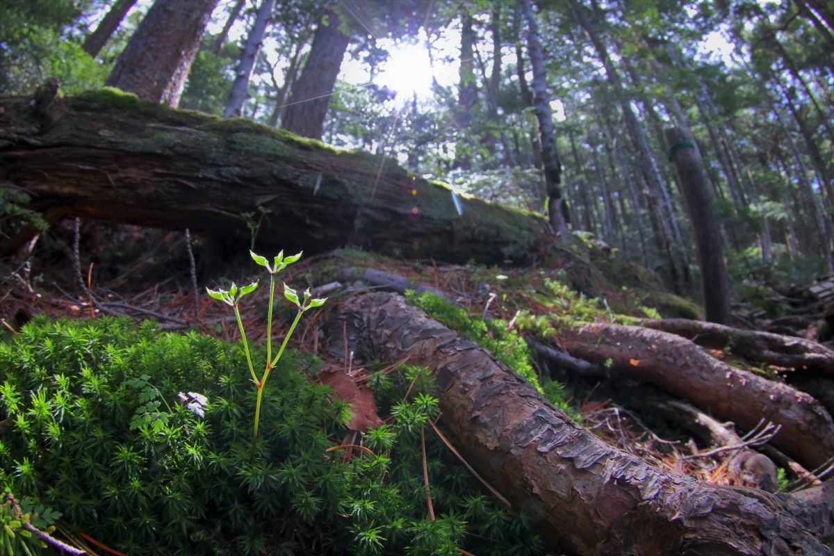 the new generation | GANREF