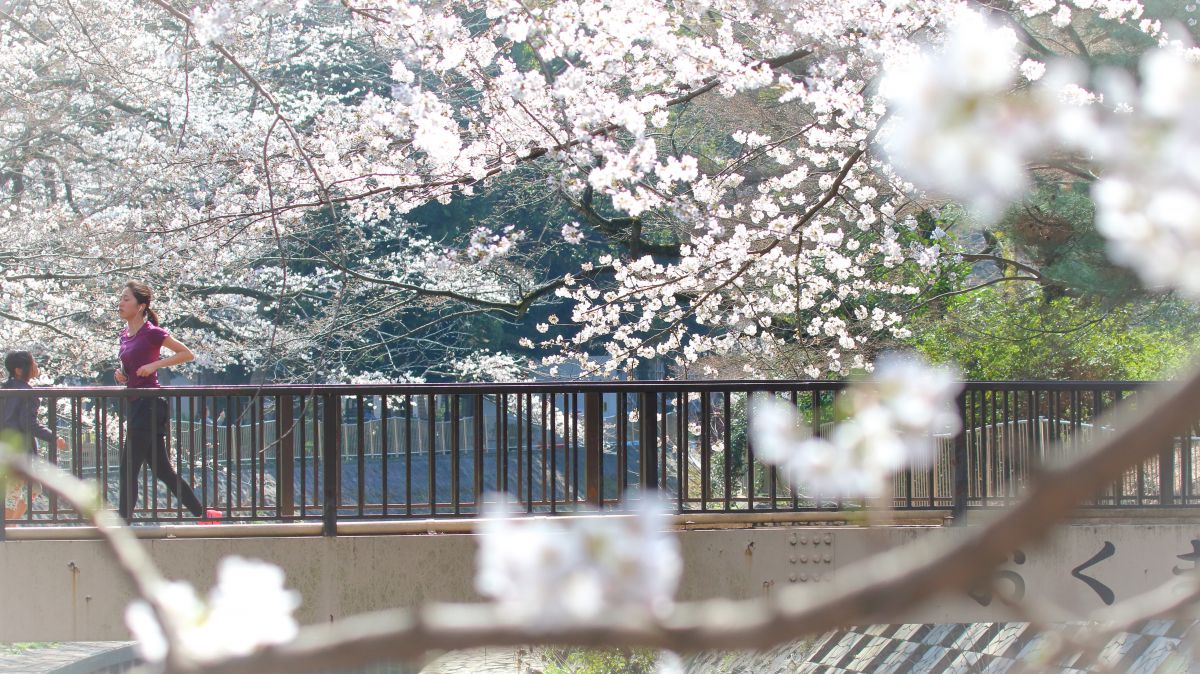 SAKURA RUNNING | GANREF