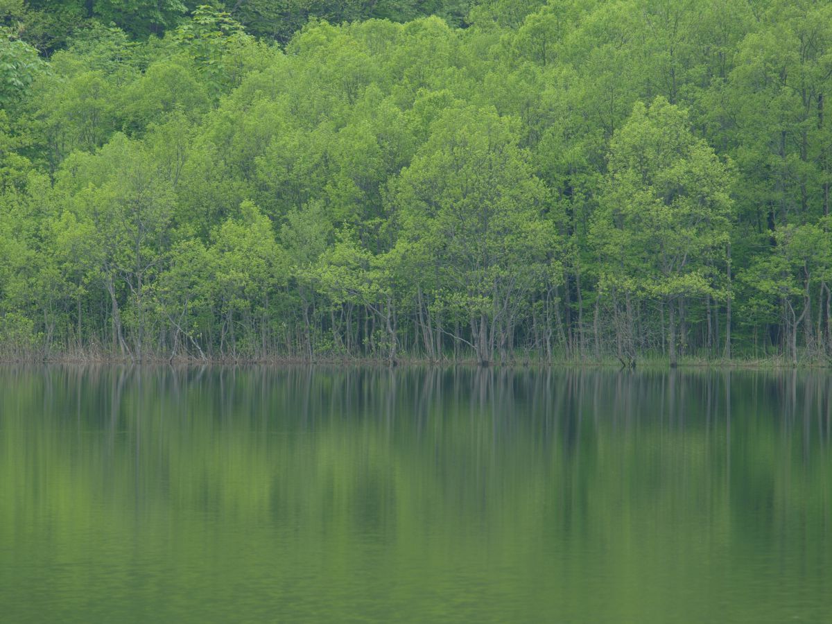 Forest as Singularity | GANREF