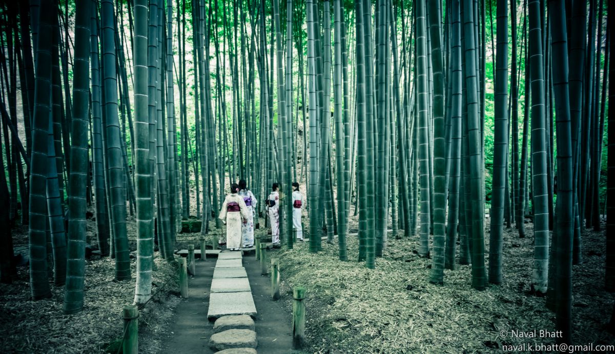 Bamboo forest, Kamakura | GANREF