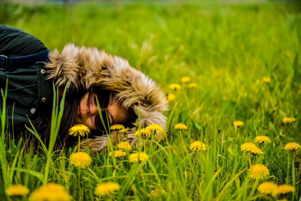 Green grass and yellow flowers. | GANREF