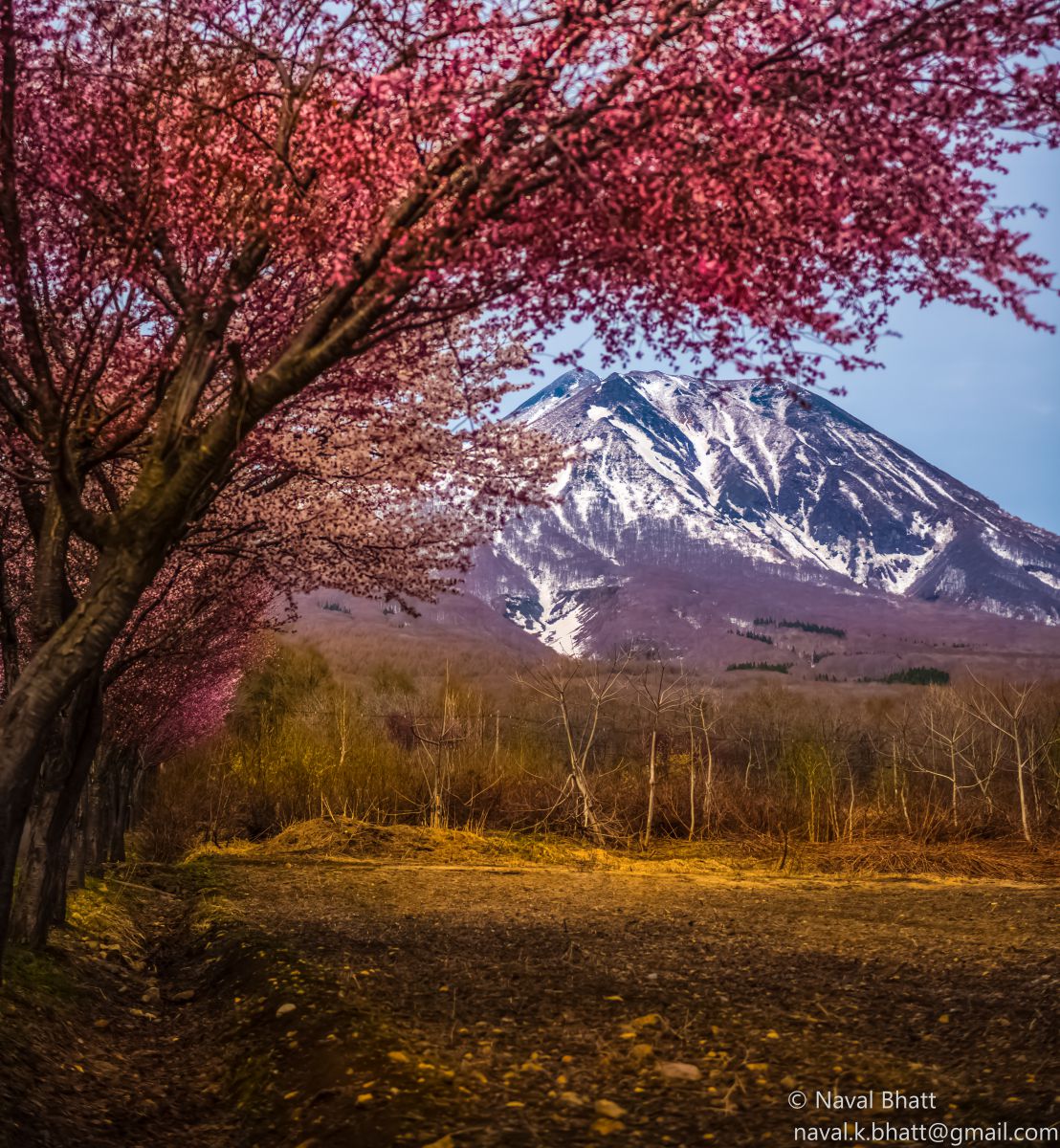 Mount Iwaki and Sakura road | GANREF