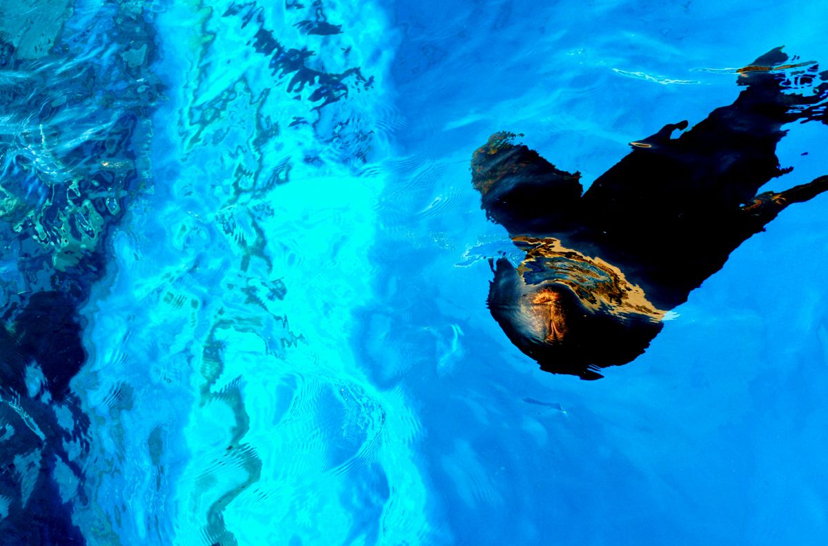 Diving in the blue | GANREF