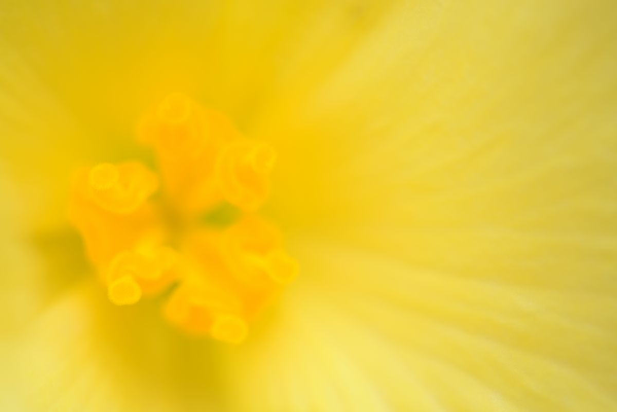 It is always in bloom | GANREF