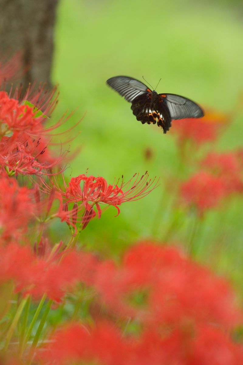 Good Design ver.3 | GANREF