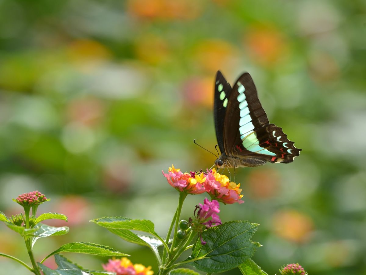 Catch Light | GANREF