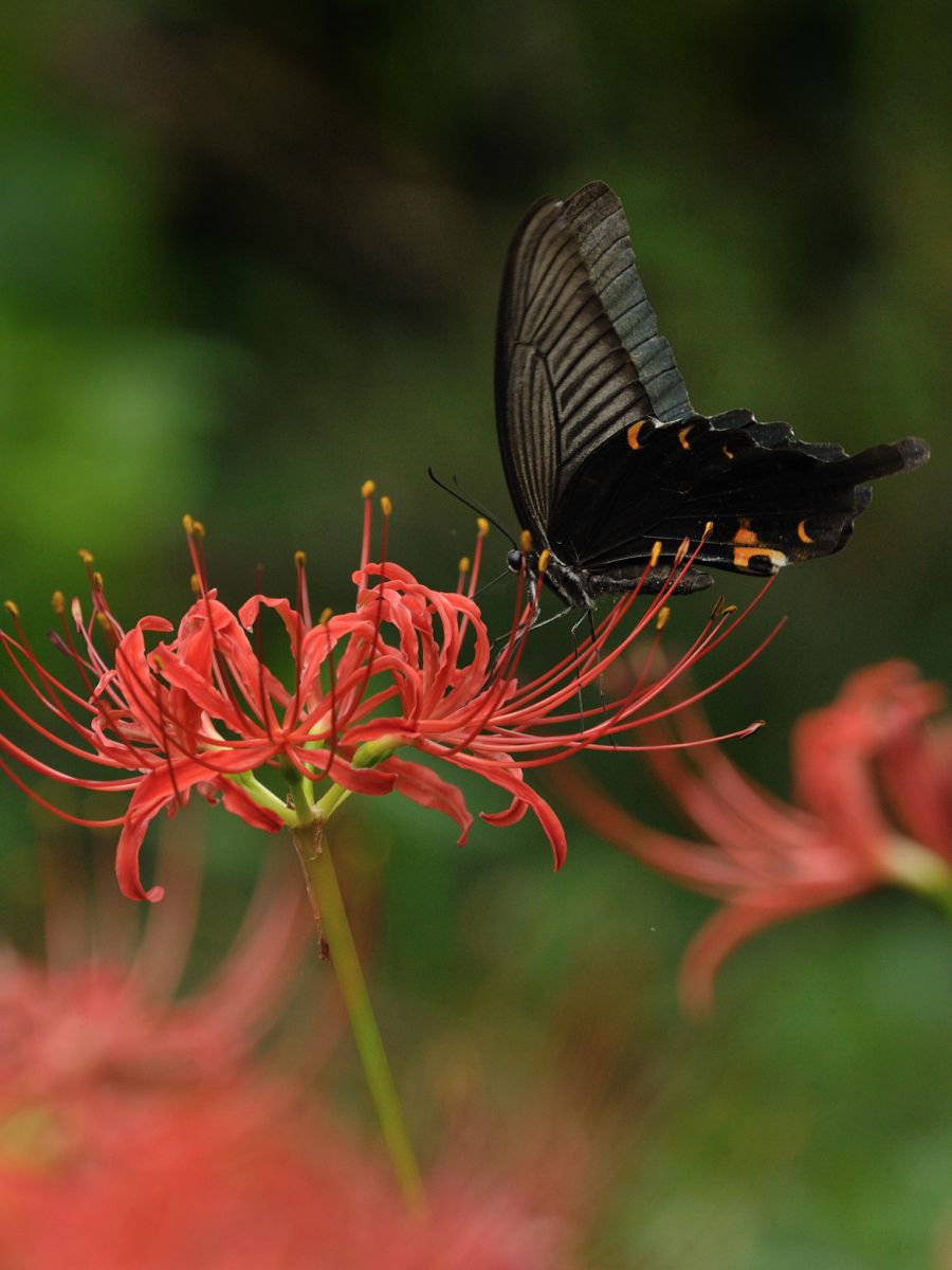 赤を愉しむ黒い翅 | GANREF
