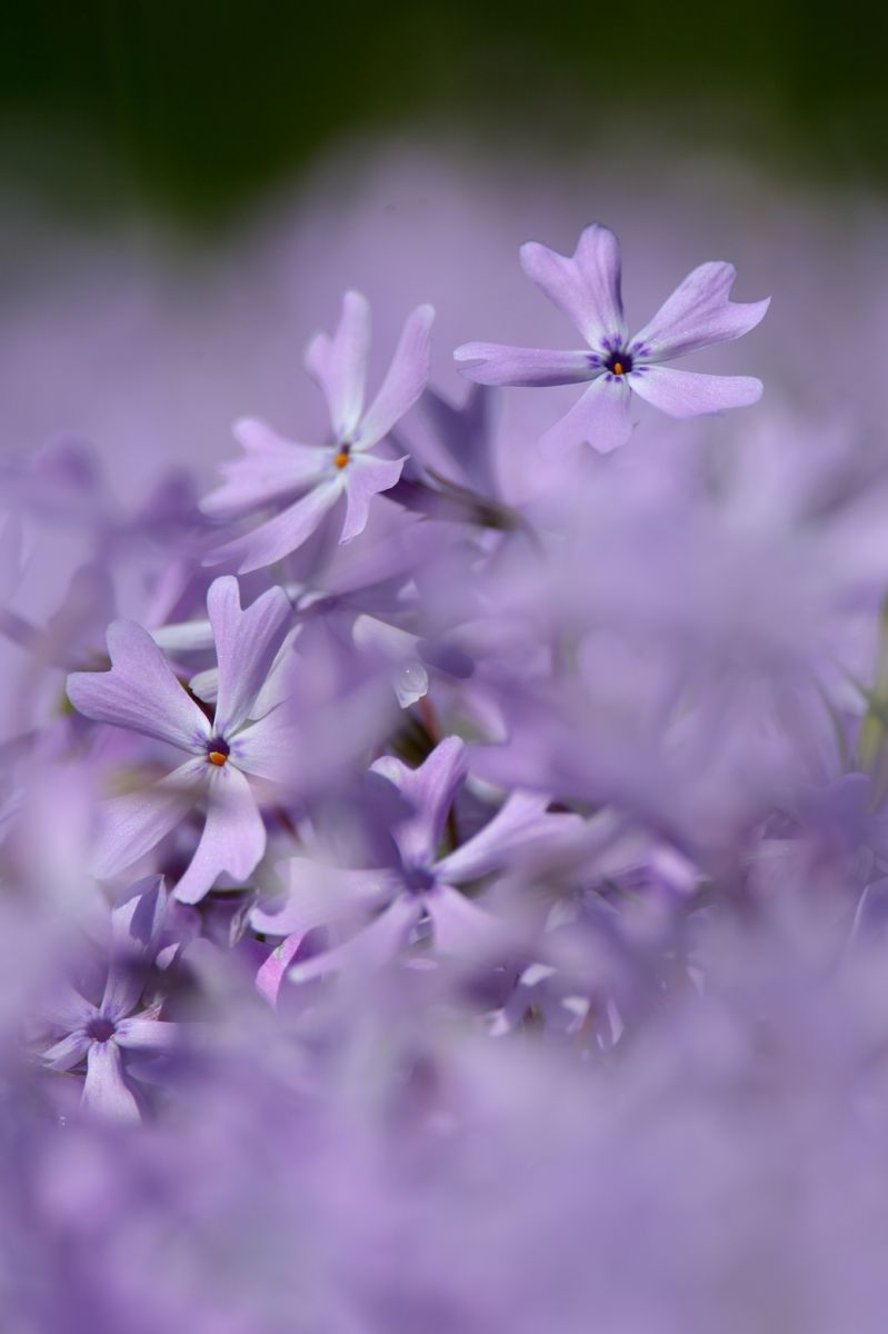 BURN（紫の炎） | GANREF