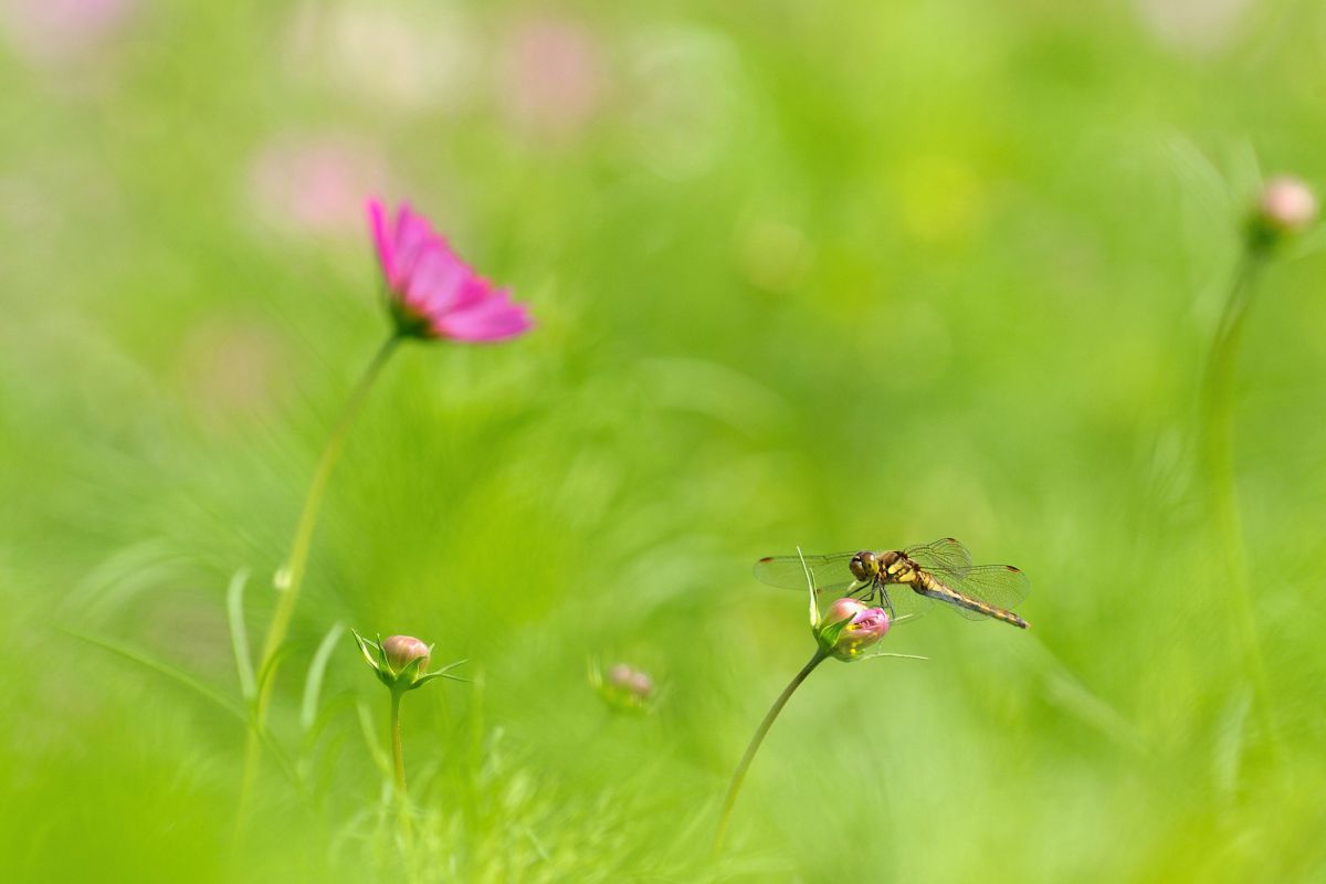 蕾の憂鬱 | GANREF