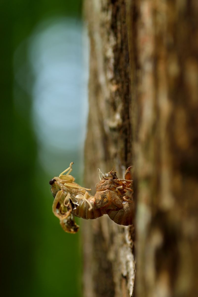幽体離脱 | GANREF