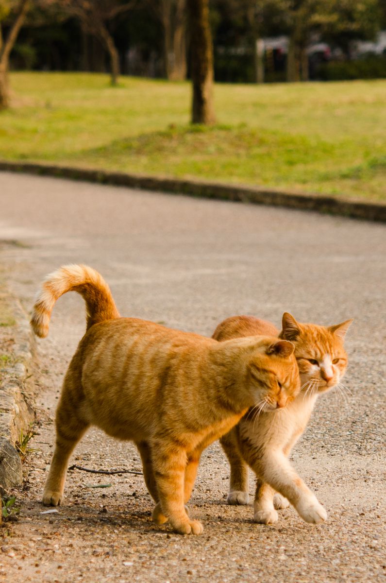 うっとうしいにゃぁ～ | GANREF