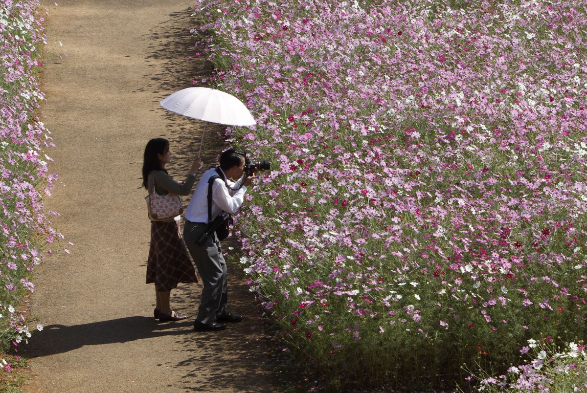 美しき夫婦愛 | GANREF
