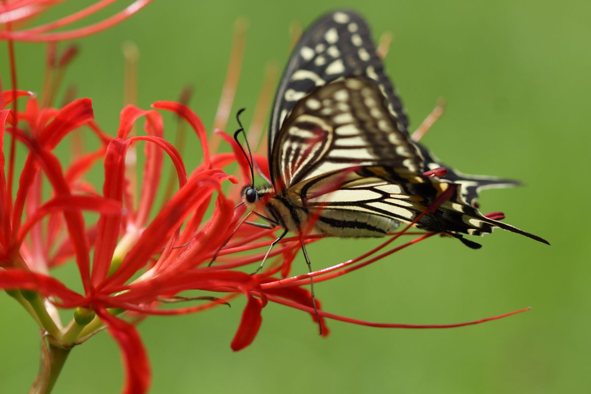 RGB。（Red,Green,Butterfly） | GANREF