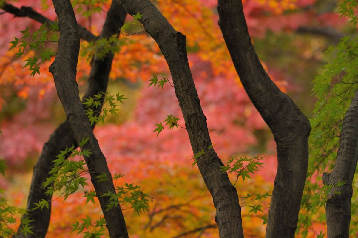 秋色吐息 | GANREF