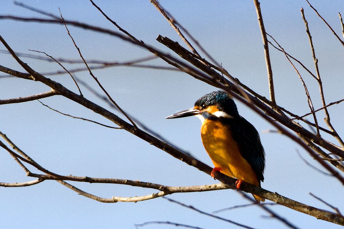 カワセミ | GANREF