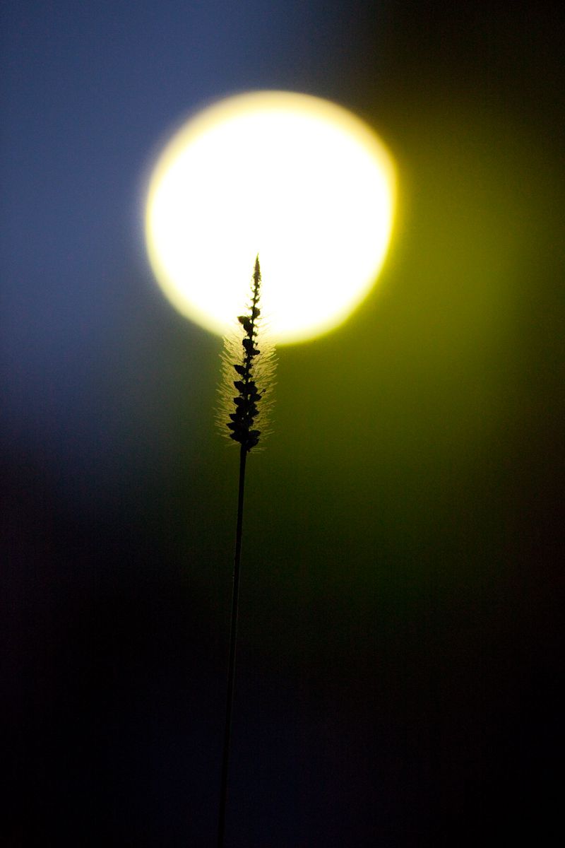 自然で作るキャンドル | GANREF