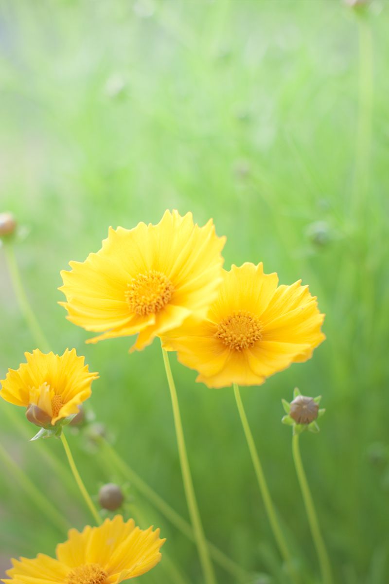 SMC TAKUMAR 50m f1.4 | GANREF