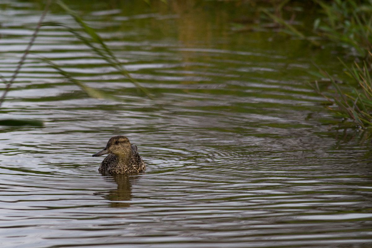 オカヨシガモ | GANREF