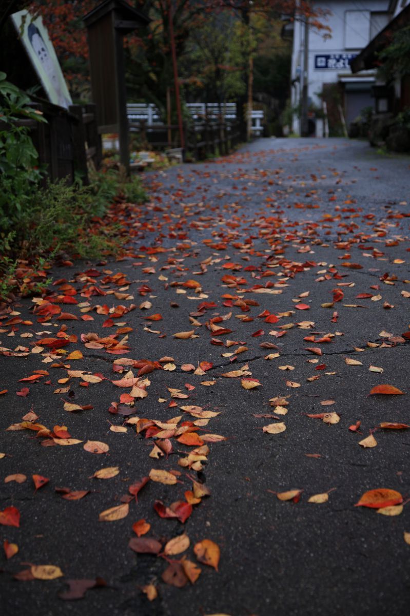 濡れ落葉 | GANREF