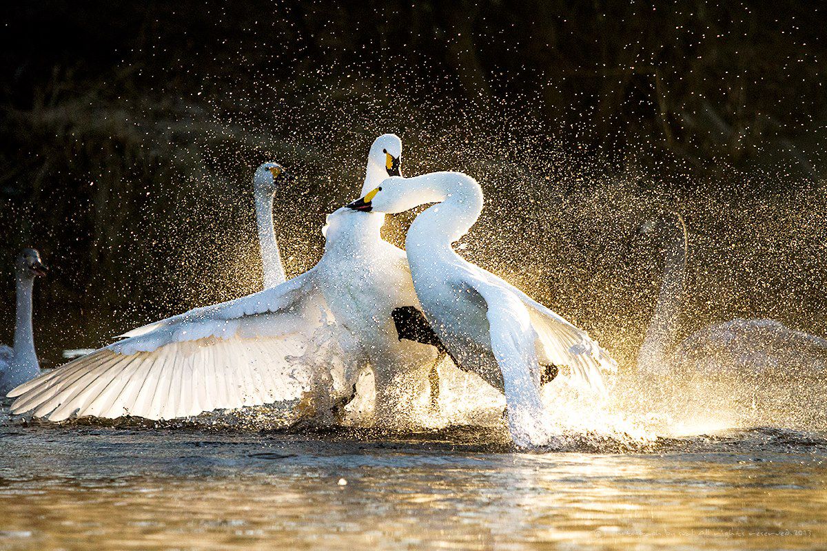 Swan fighting | GANREF