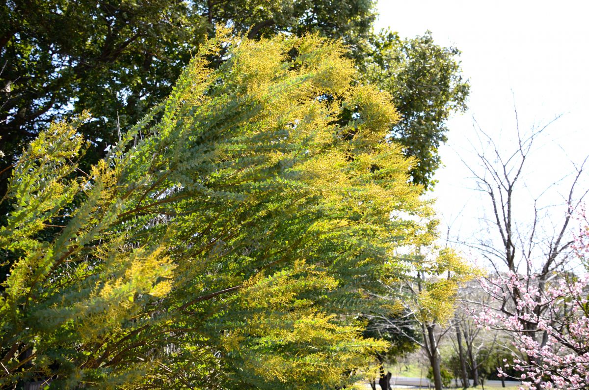 ミモザ もうすぐ開花 | GANREF