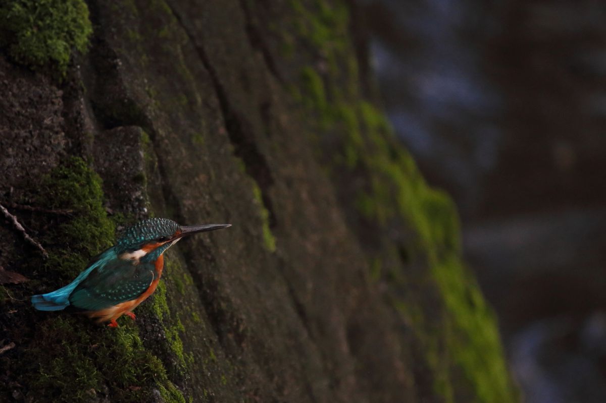 カワセミ☆嵐の前の静けさ♪ | GANREF