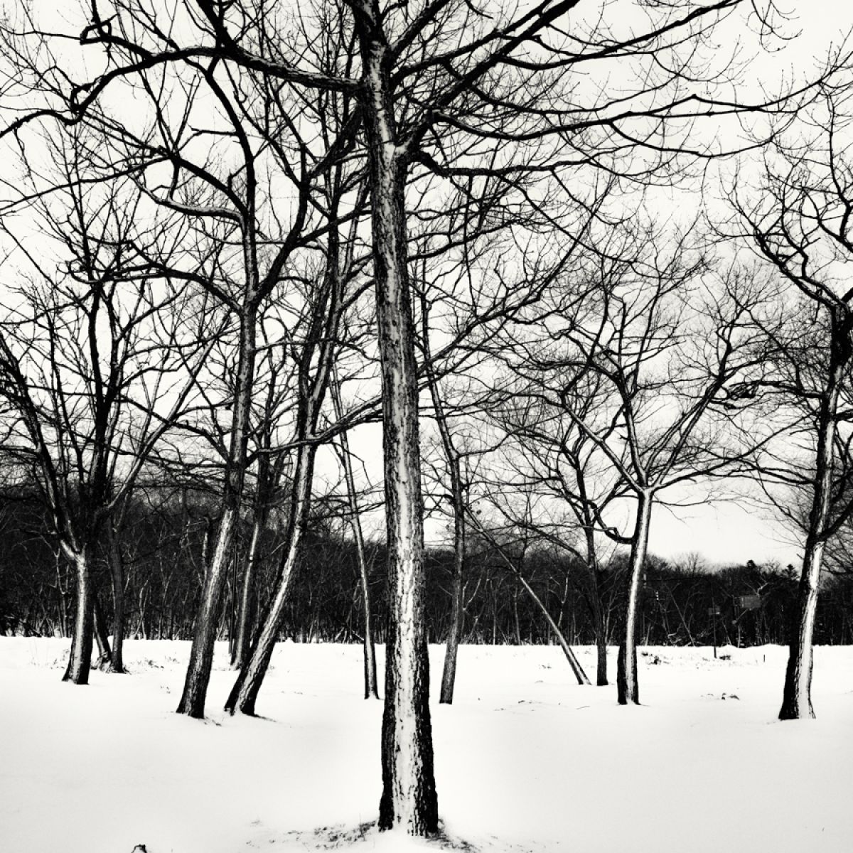 Kusharo tree study 14 | GANREF