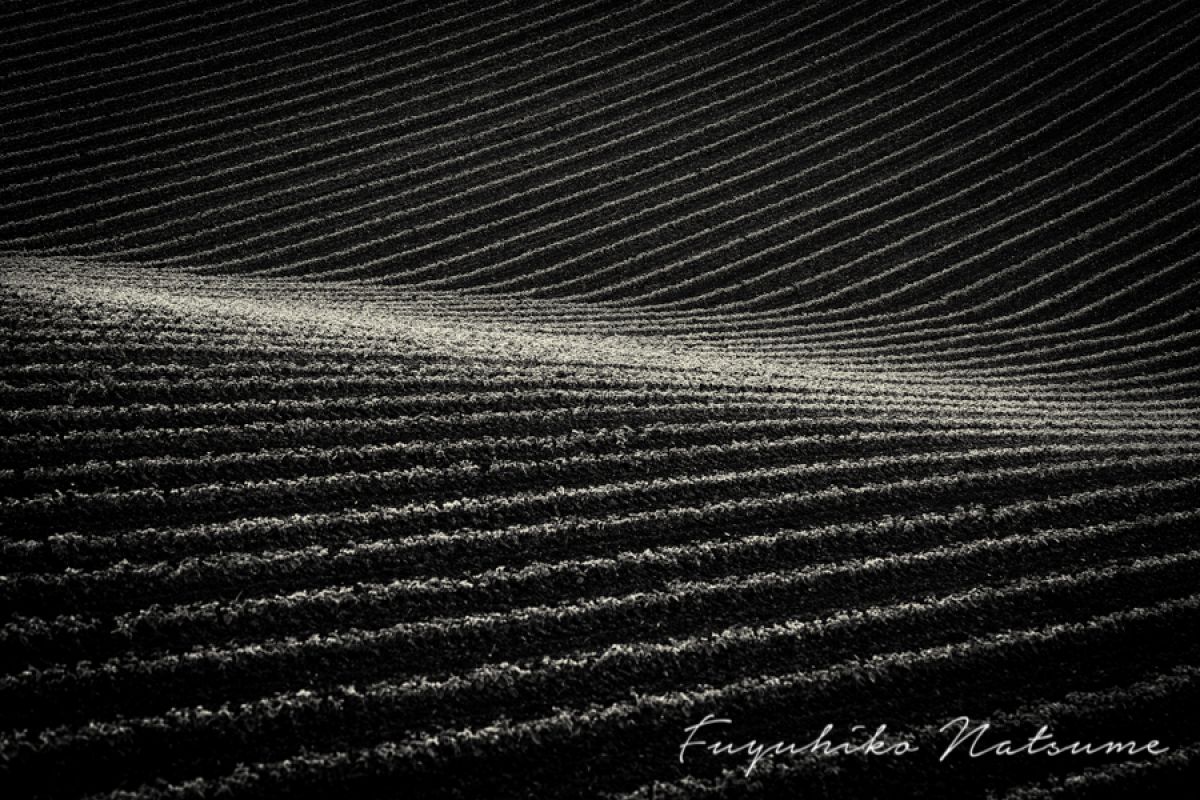 strips in hill | GANREF