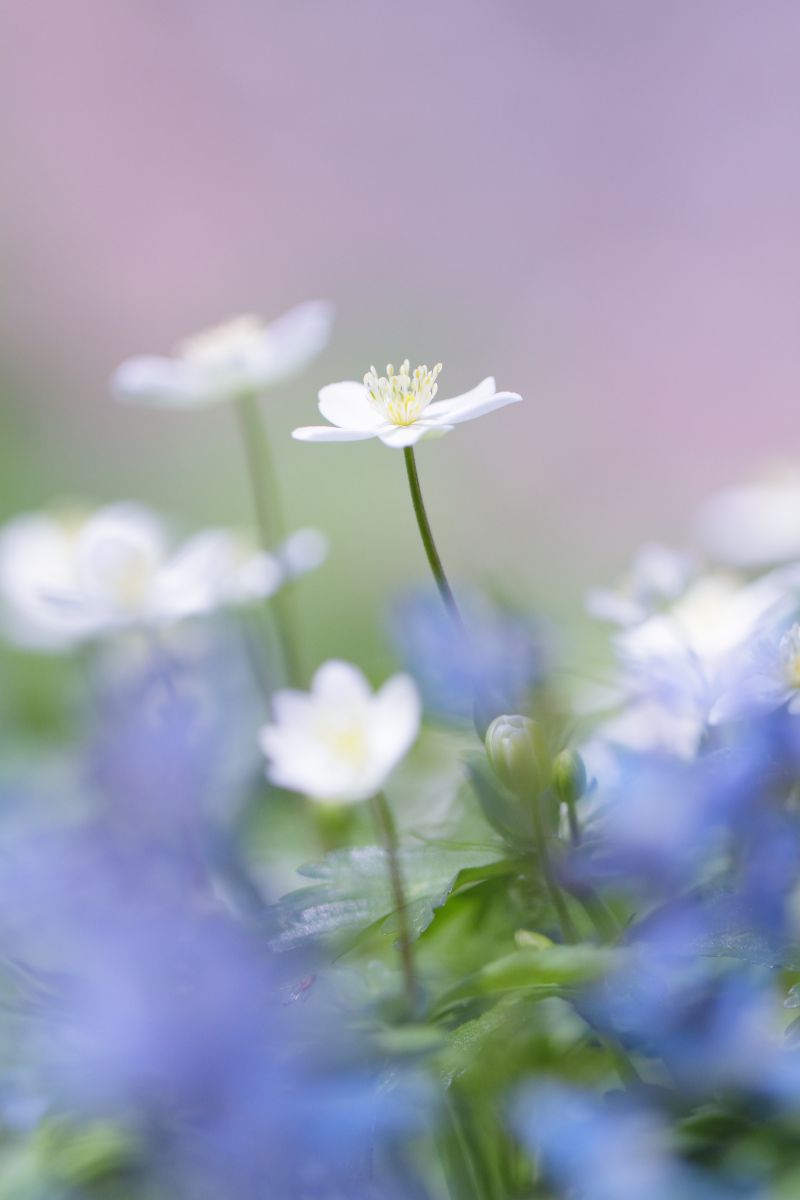 ふわ～っと、 | GANREF