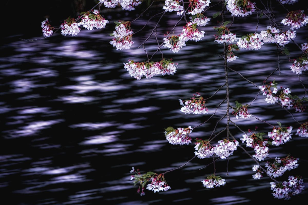 sakura flow | GANREF