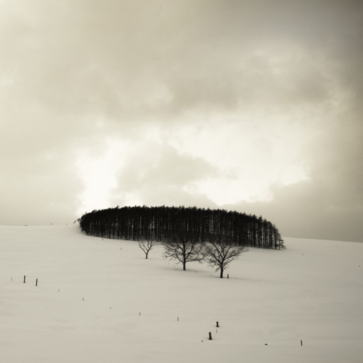 numakawa-copse | GANREF