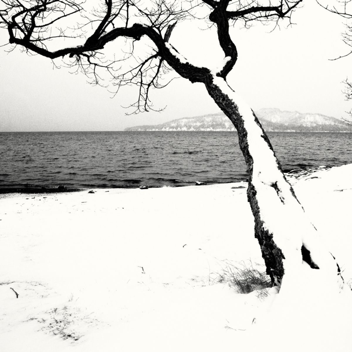 Kusharo tree study 16 | GANREF