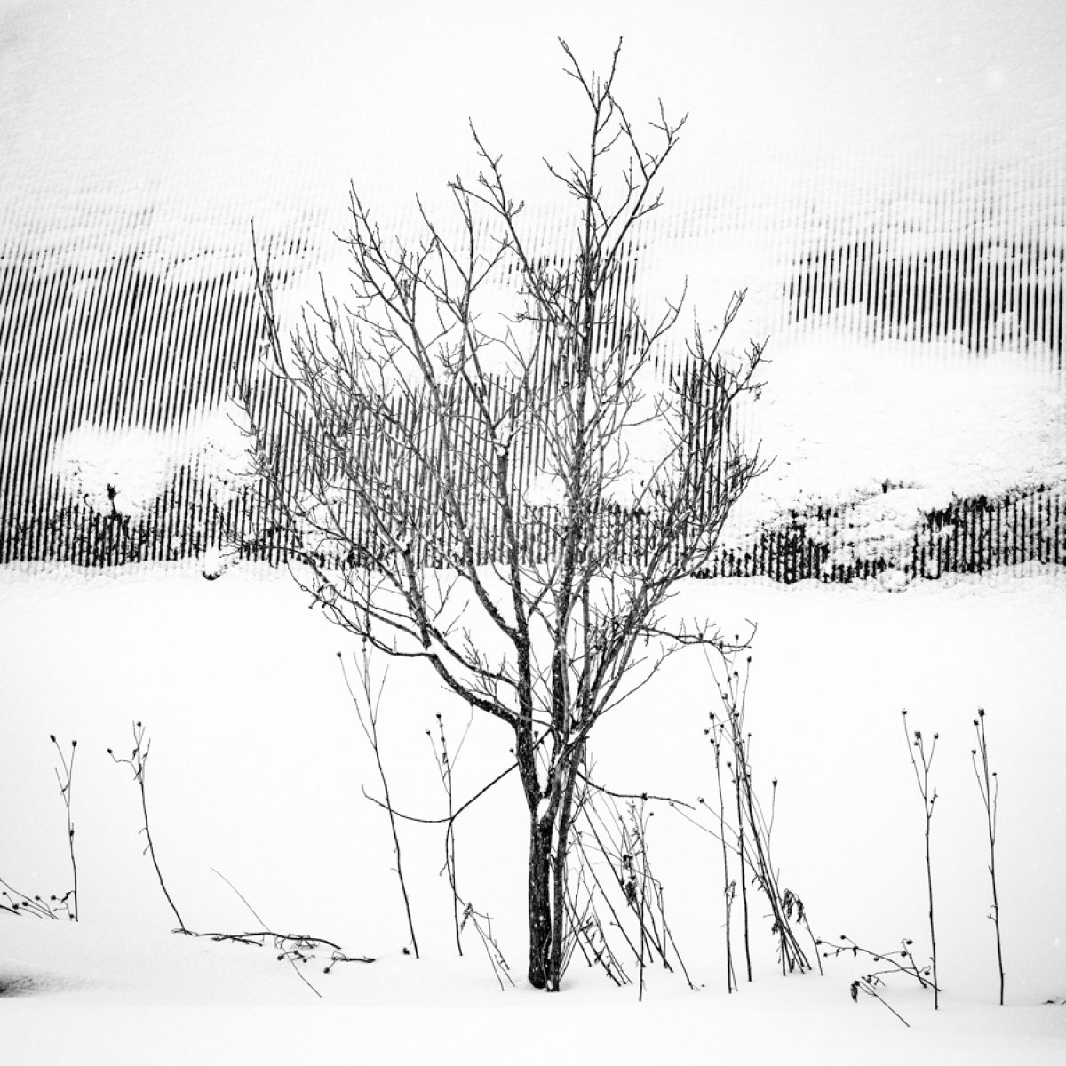 tree study 6 | GANREF