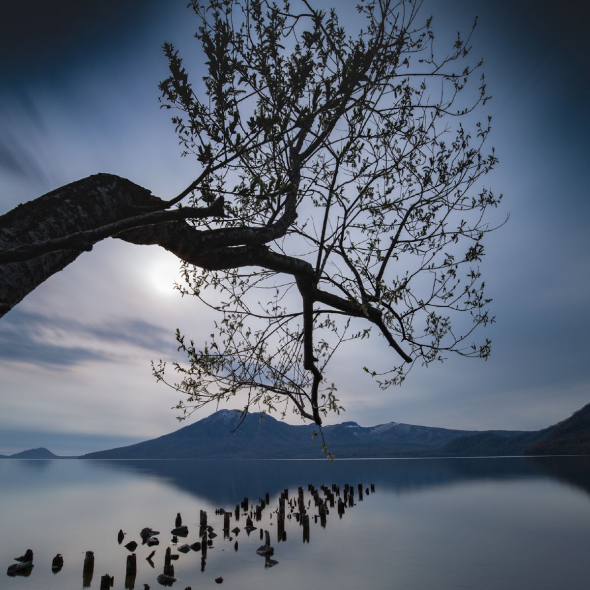 one tree & many poles | GANREF